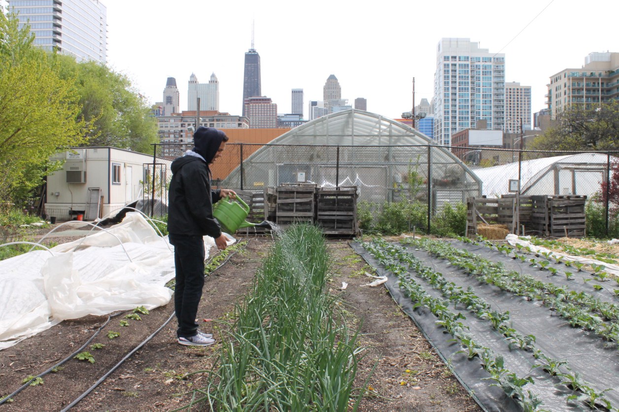 What Is Urban Farming? | GreenChoice