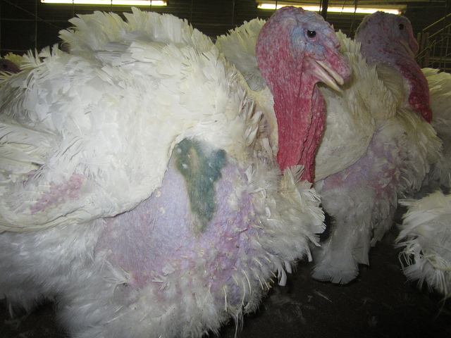 A Day in the Life of a Factory Farm Turkey | GreenChoice