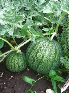 The History of Watermelon: America's Favorite Fruit | GreenChoice