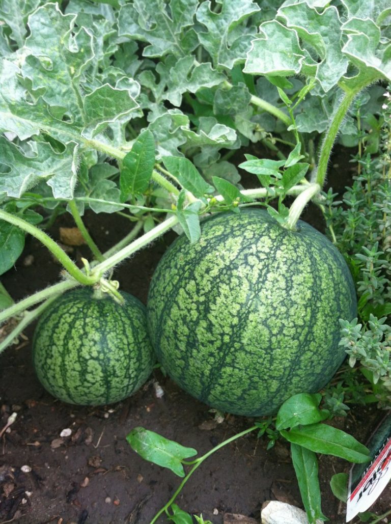 The History of Watermelon: America's Favorite Fruit | GreenChoice