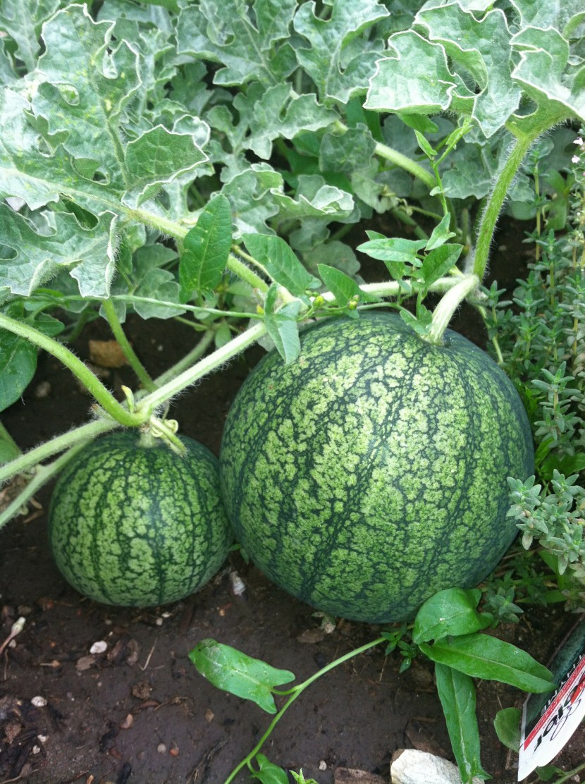 The History of Watermelon: America's Favorite Fruit | GreenChoice